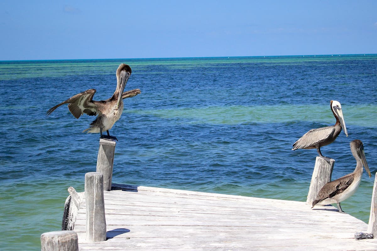 Isla Pájaros un refugio para las aves de Holbox 🦆 | Isla Holbox